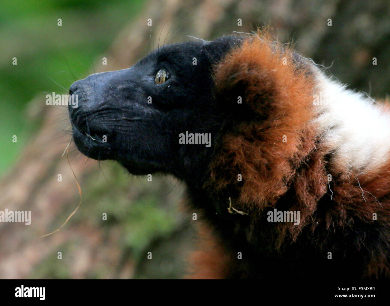Lemur rufo rojo hi-res stock photography and images - Alamy