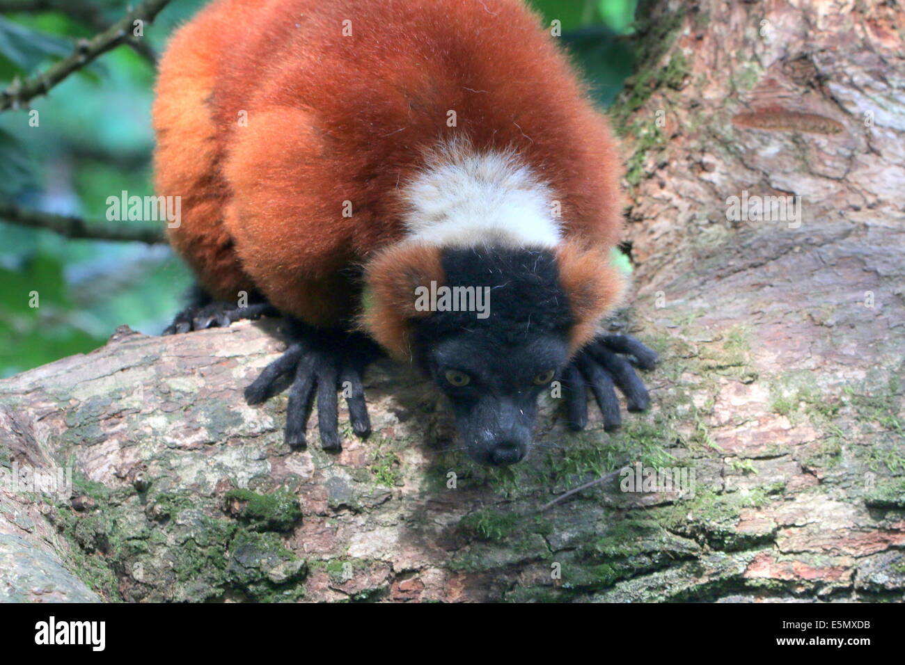 Lémur rufo rojo hi-res stock photography and images - Alamy