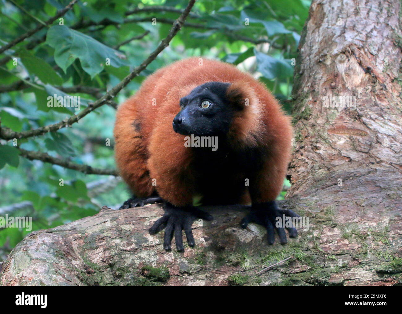 Roter vari varecia variegata rubra hi-res stock photography and images ...