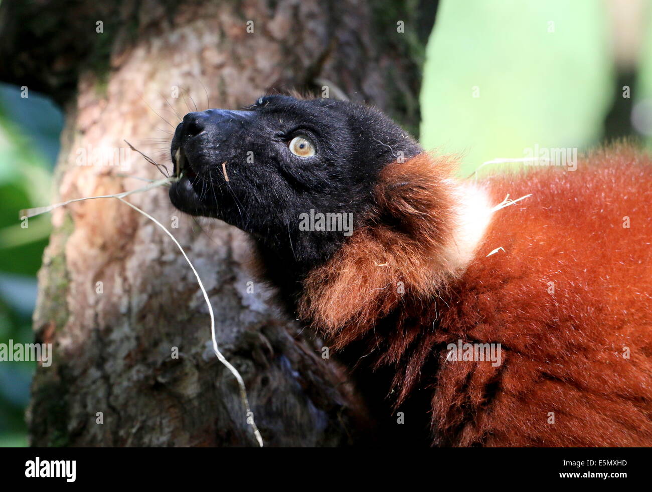 Lemur vari roux hi-res stock photography and images - Alamy
