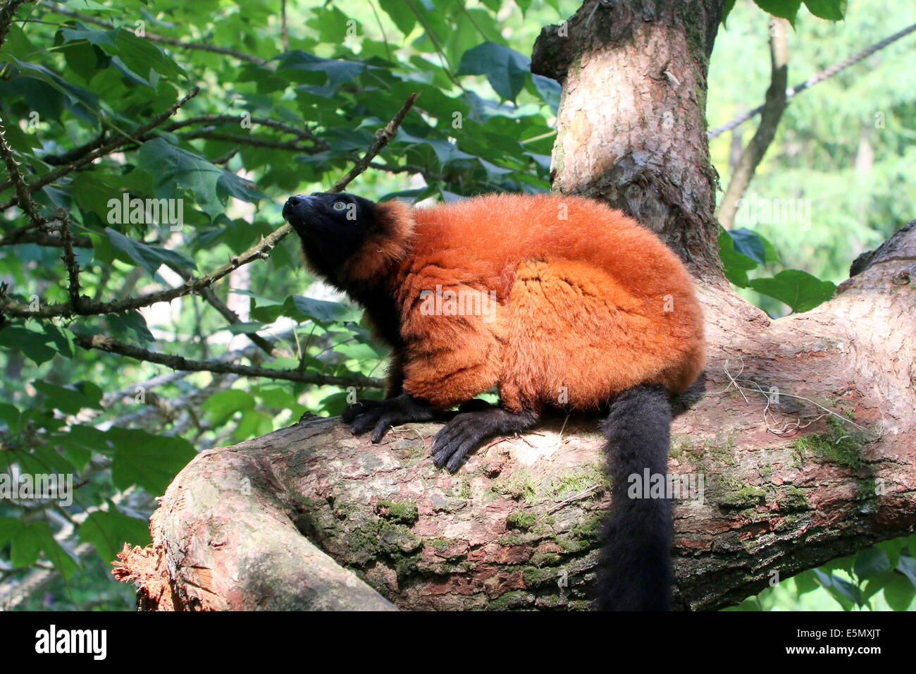 Roter vari varecia variegata rubra hi-res stock photography and images ...