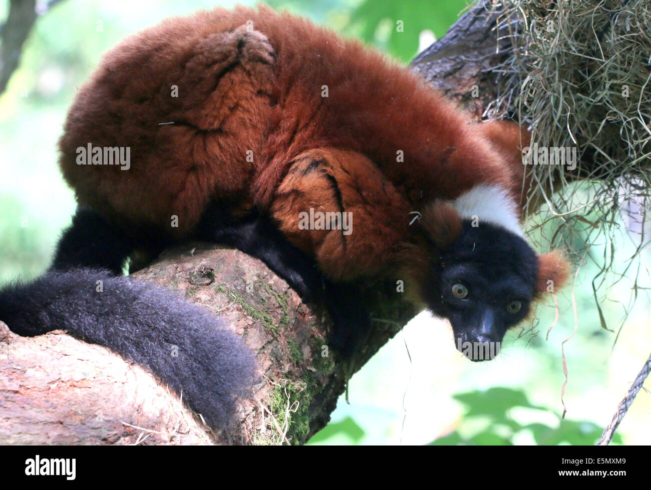 Lemur rufo rojo hi-res stock photography and images - Alamy