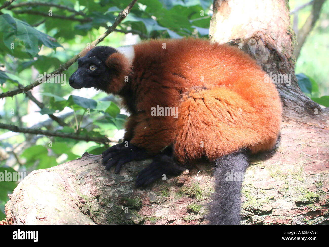 Lemur vari roux hi-res stock photography and images - Alamy