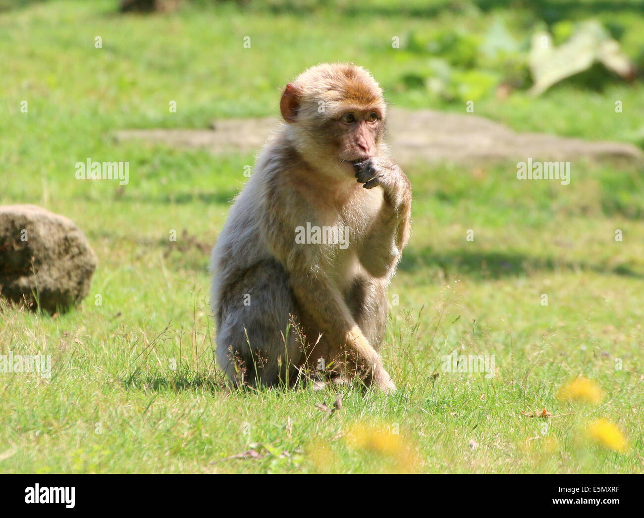 Barbary macaque or Barbary ape (Macaca sylvanus Stock Photo - Alamy