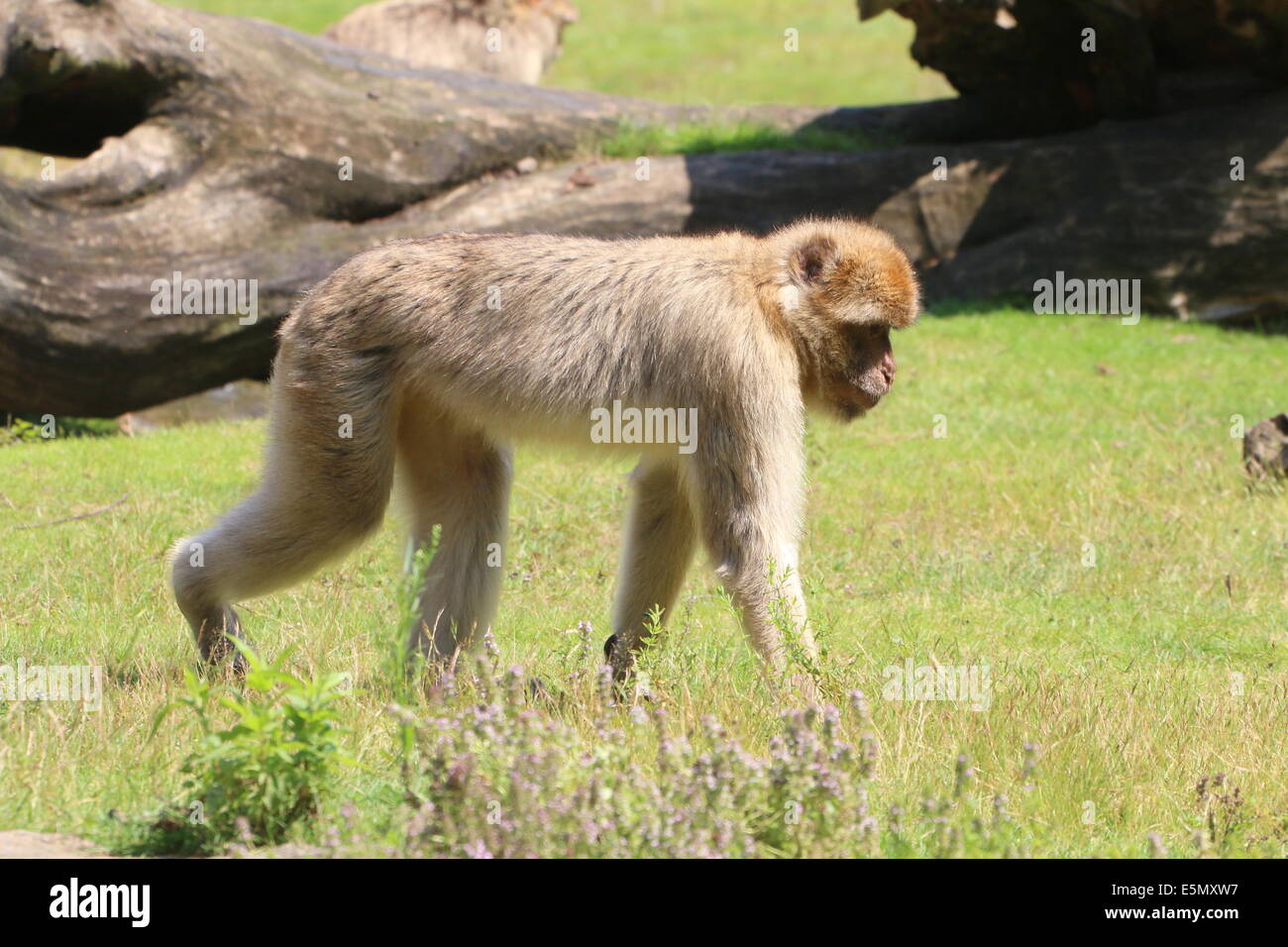 Macaque in grass hi-res stock photography and images - Alamy