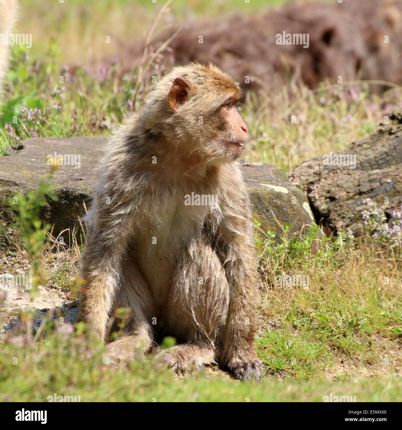 Barbary macaque or Barbary ape (Macaca sylvanus Stock Photo - Alamy