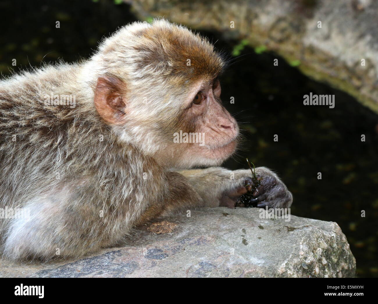 Barbary macaque or Barbary ape (Macaca sylvanus Stock Photo - Alamy