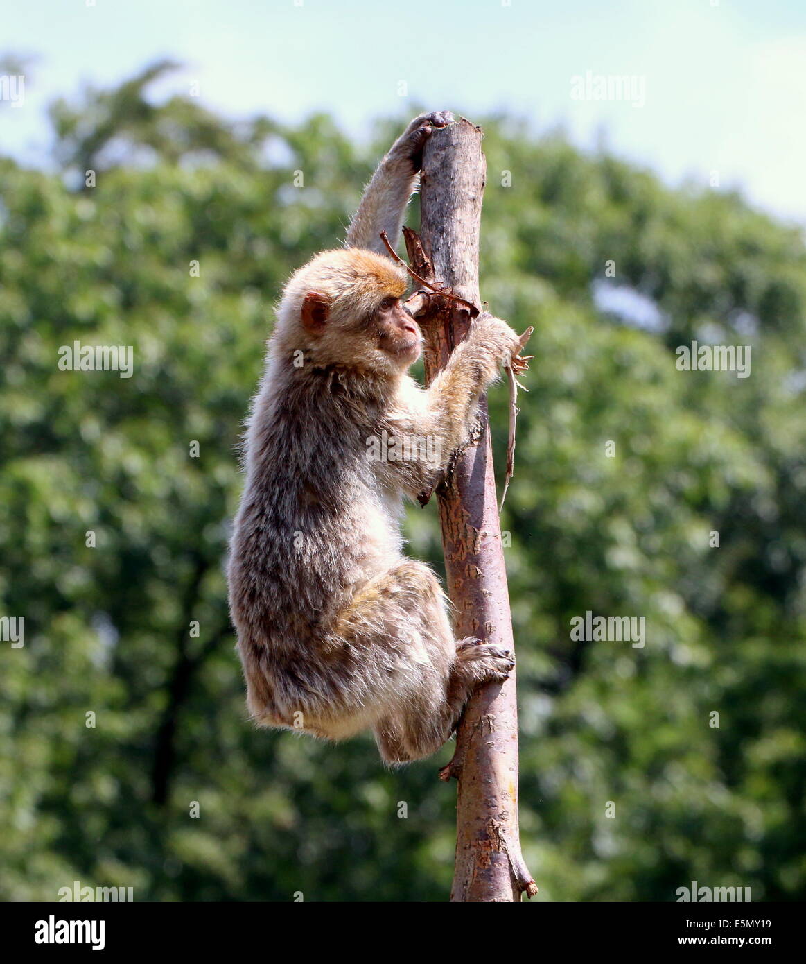 Young Barbary macaque or Barbary ape (Macaca sylvanus) climbing to the ...