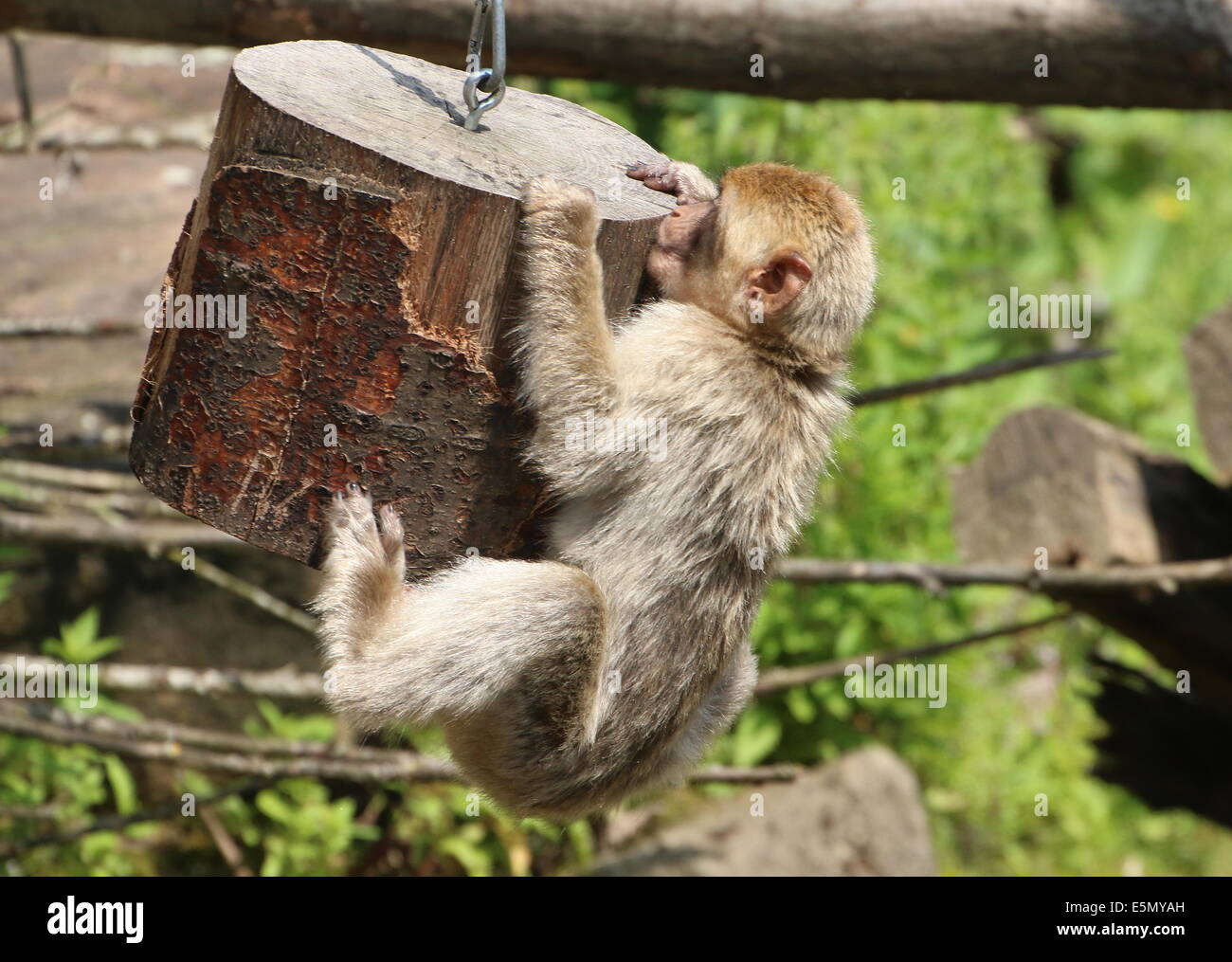 Young playful and agile Barbary macaque or Barbary ape (Macaca sylvanus ...