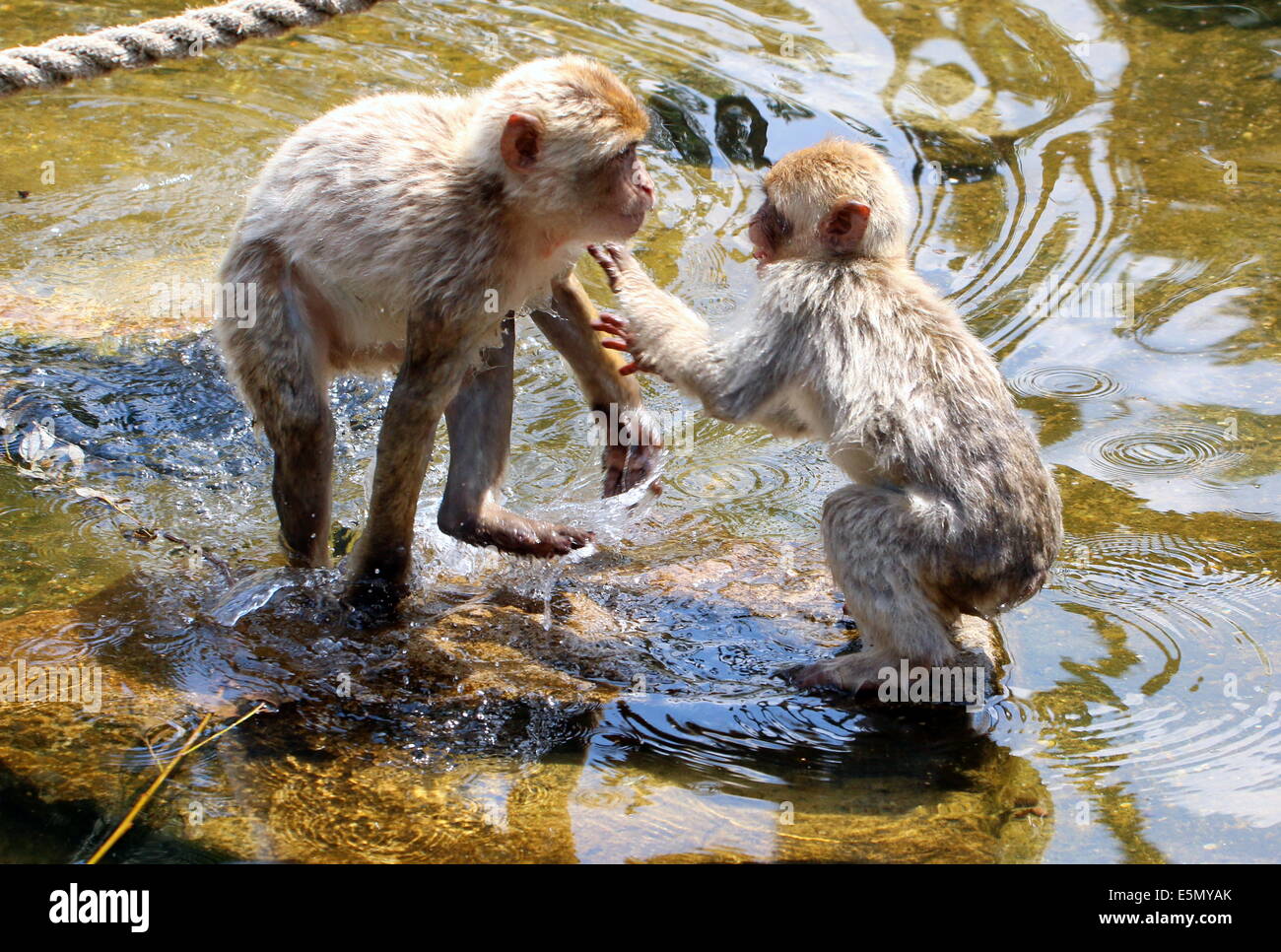 Two playful young Barbary macaques (Macaca sylvanus) playing rowdy ...