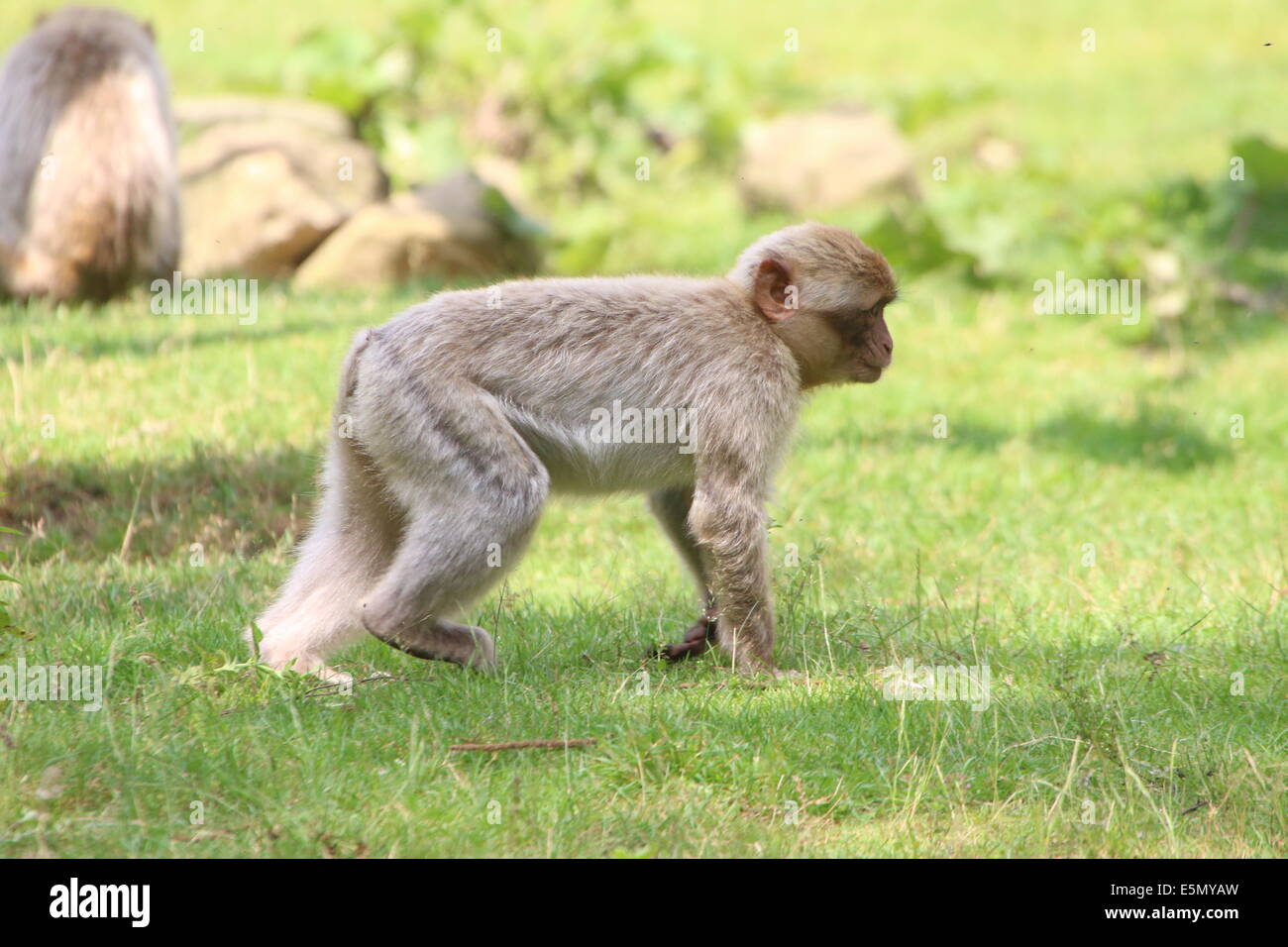 Juvenile Barbary macaque (Macaca sylvanus) or Barbary ape in a zoo ...