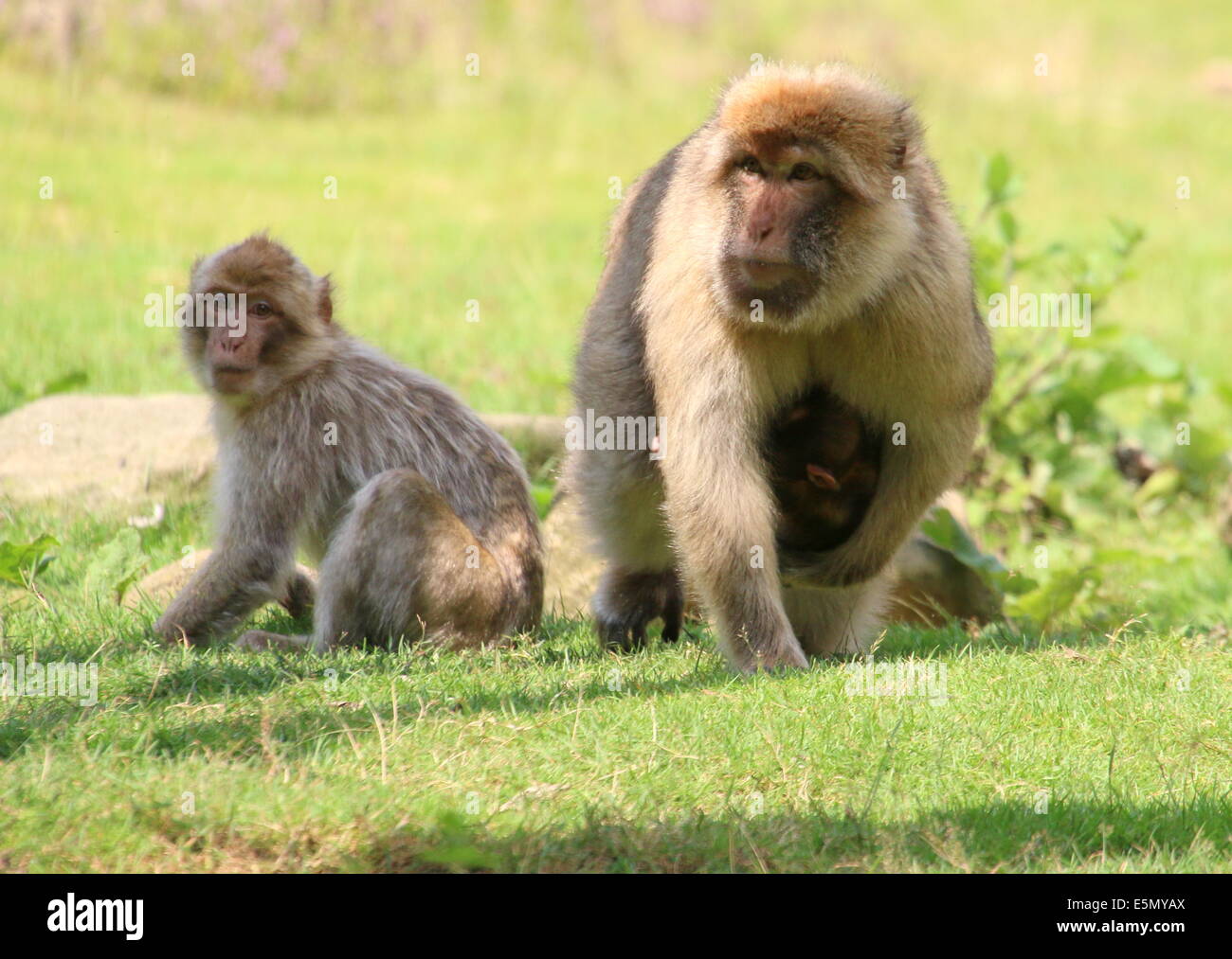 Mother and child Barbary macaque (Macaca sylvanus) or Barbary ape Stock ...