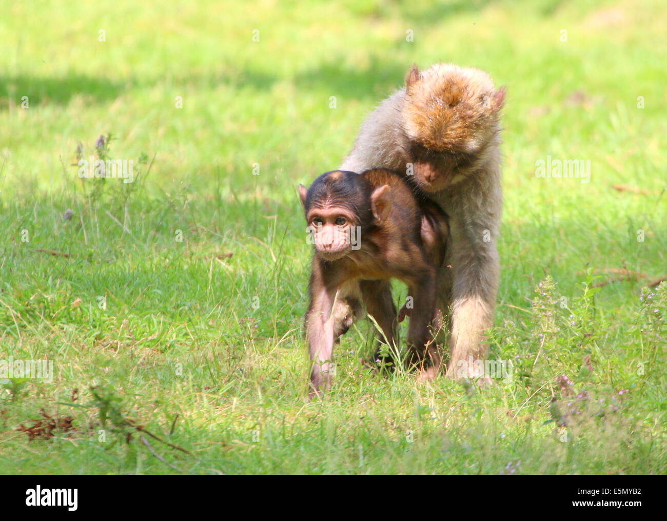 Two playful young Barbary macaques (Macaca sylvanus) in the grass in ...
