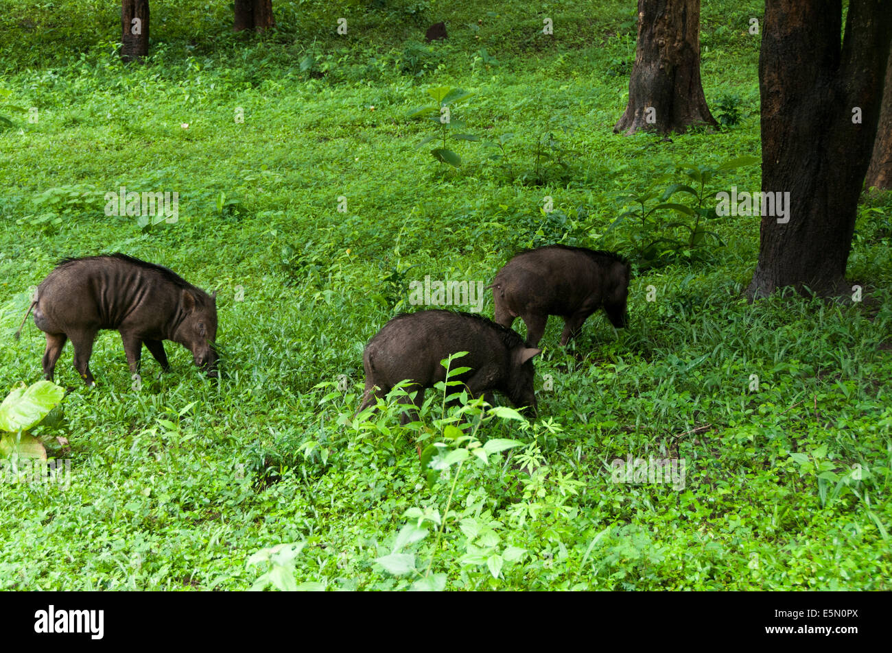 Herd of Indian wild boar in Parambikulam Wildlife Sanctuary Stock Photo ...