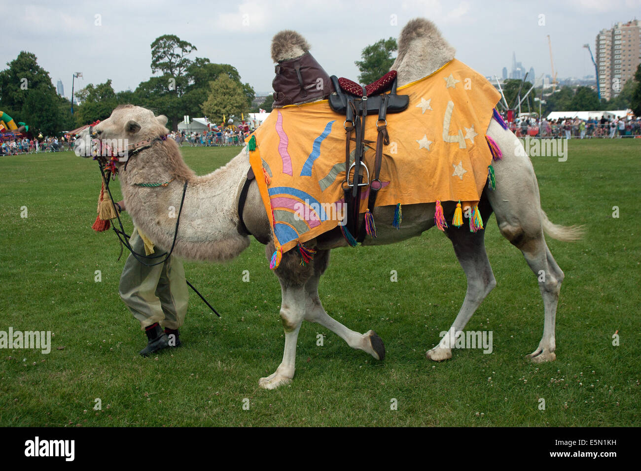 Racing camel hi-res stock photography and images - Alamy