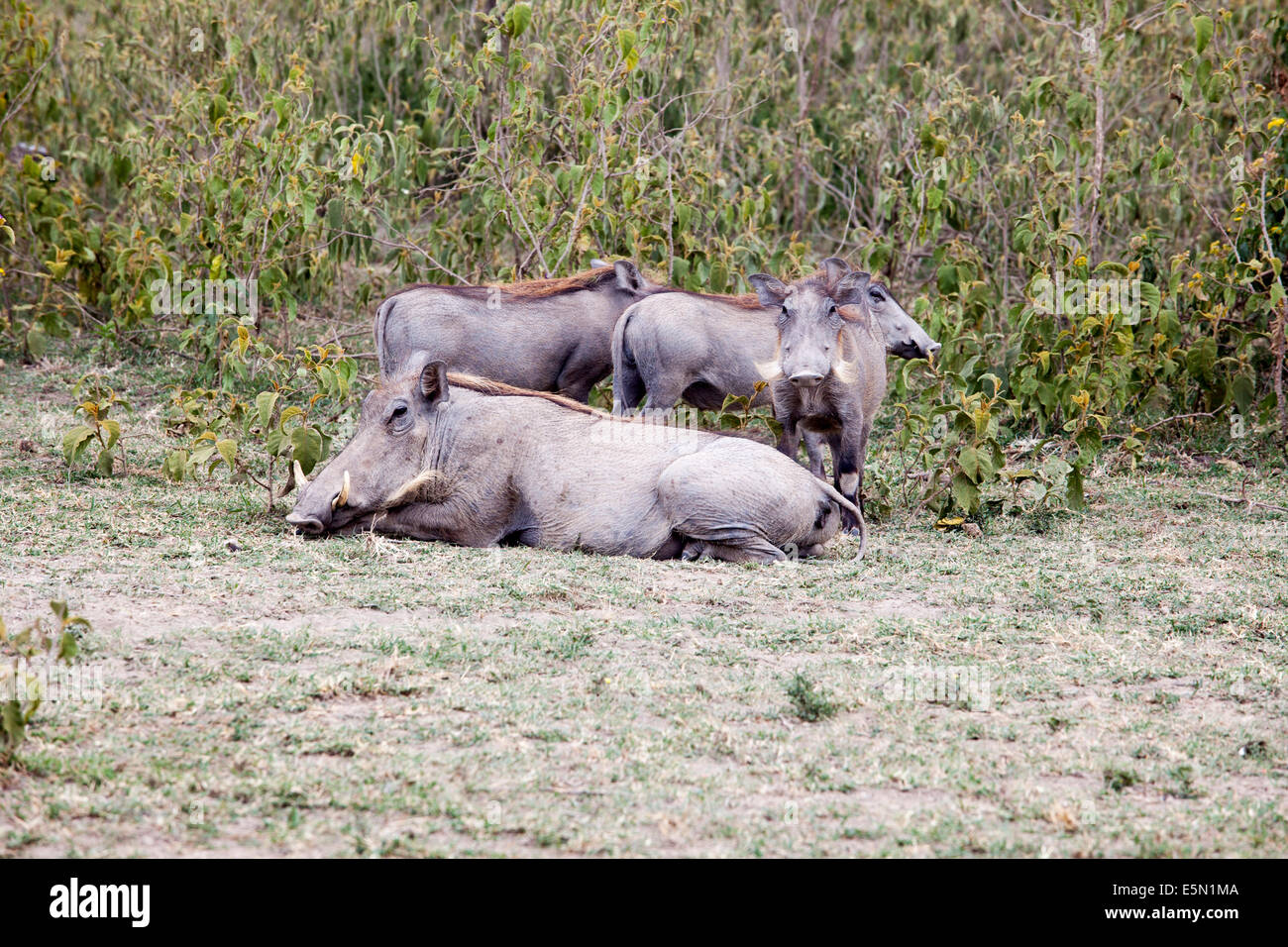 Warthog family hi-res stock photography and images - Alamy