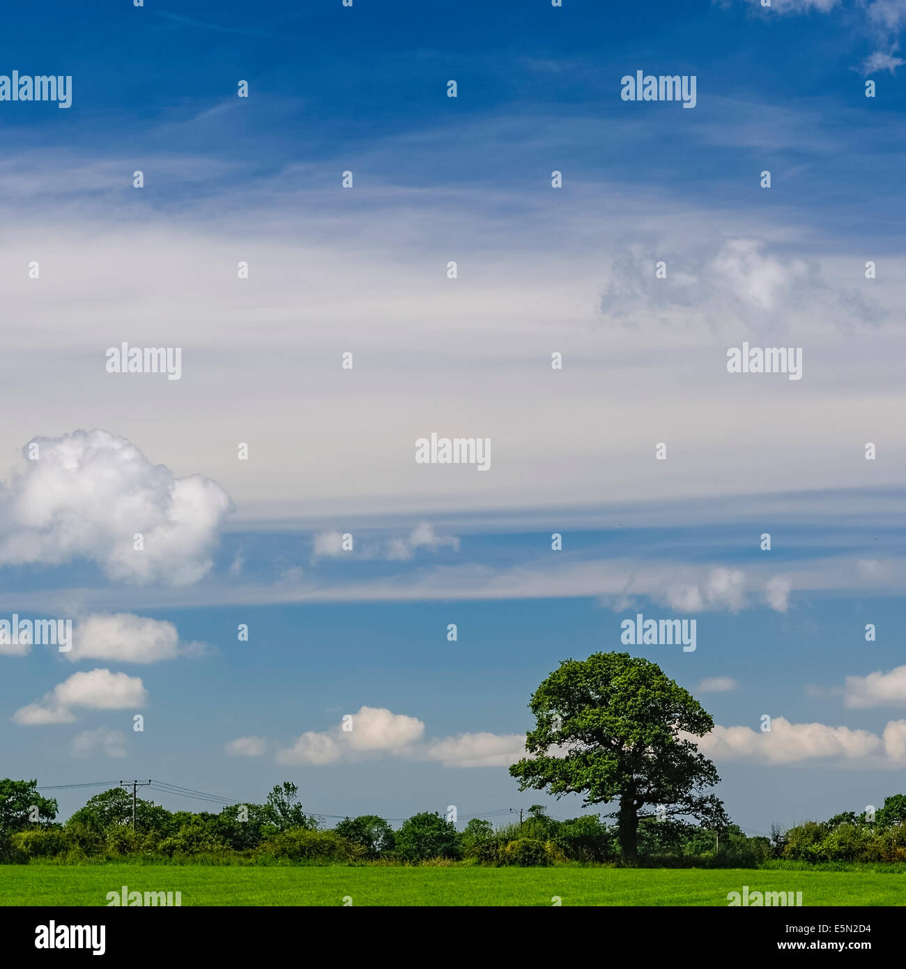 SIngle tree in hedgerow in English fields; telegraph wires; blue sky ...