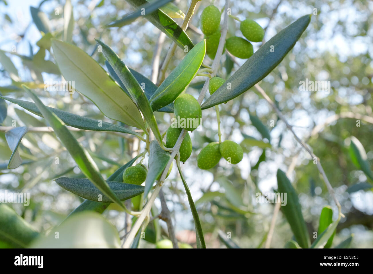 Olives tree hi-res stock photography and images - Alamy