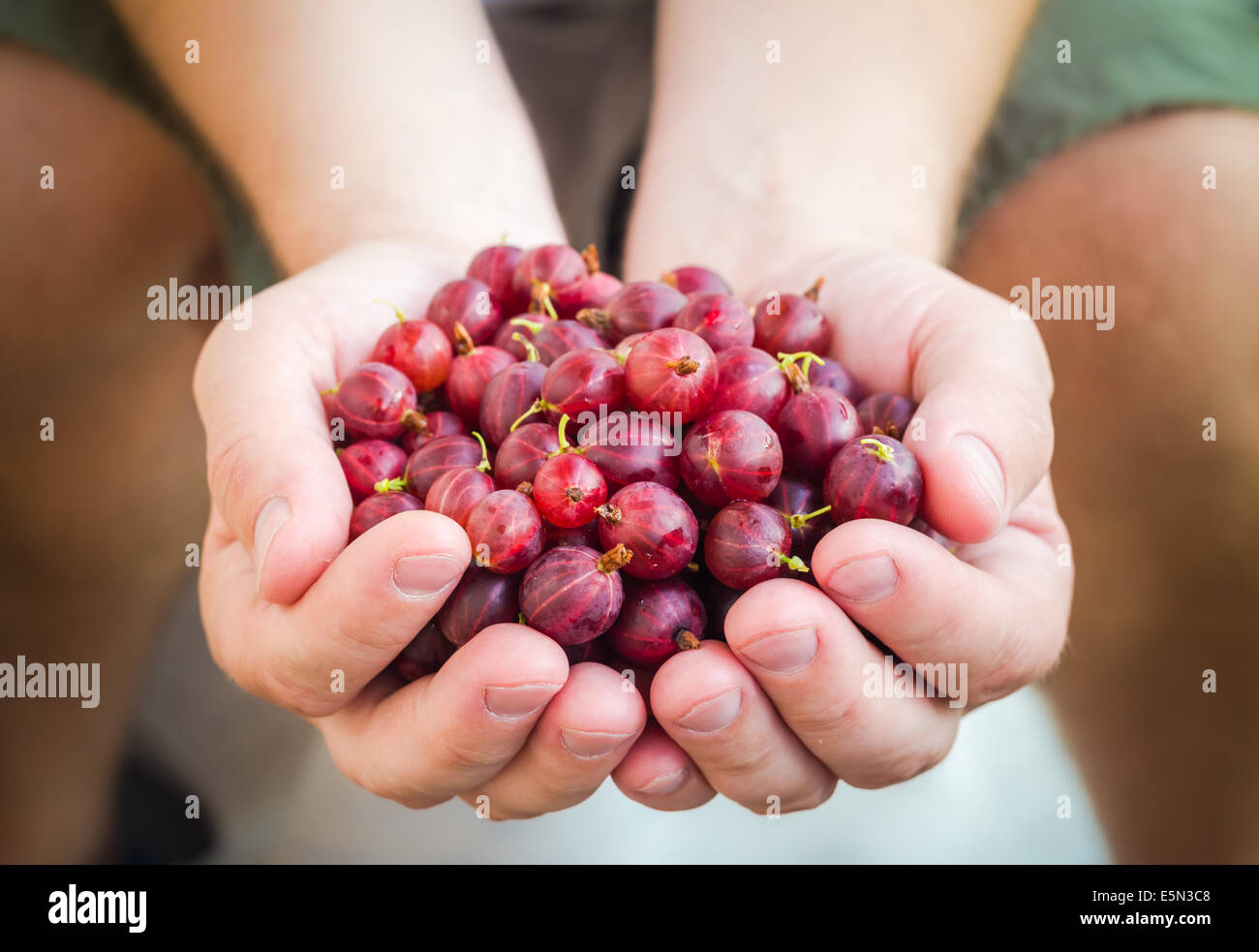 Male hands holding fresh air gooseberry fruit Stock Photo - Alamy