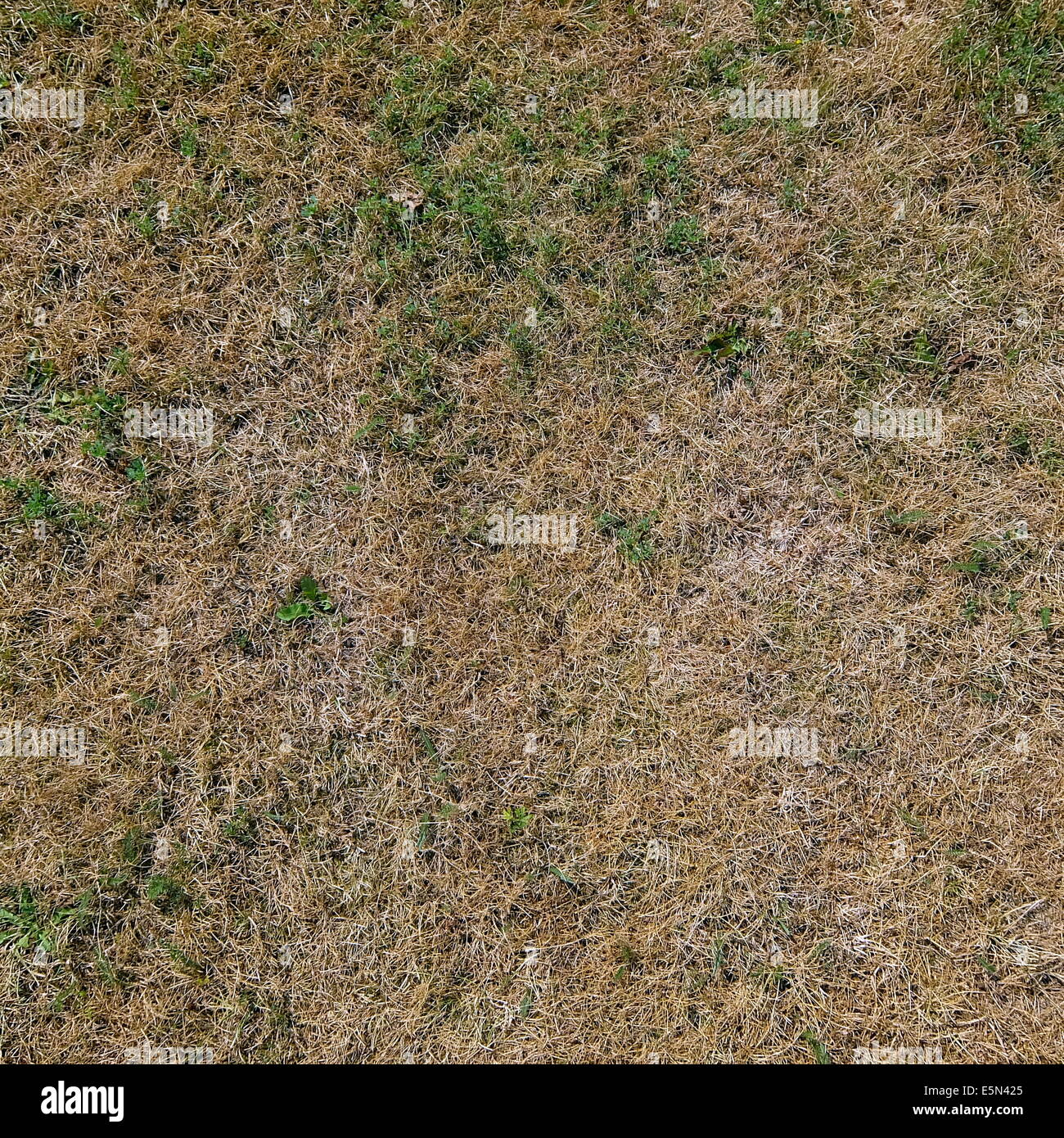 Old Grass texture Stock Photo - Alamy