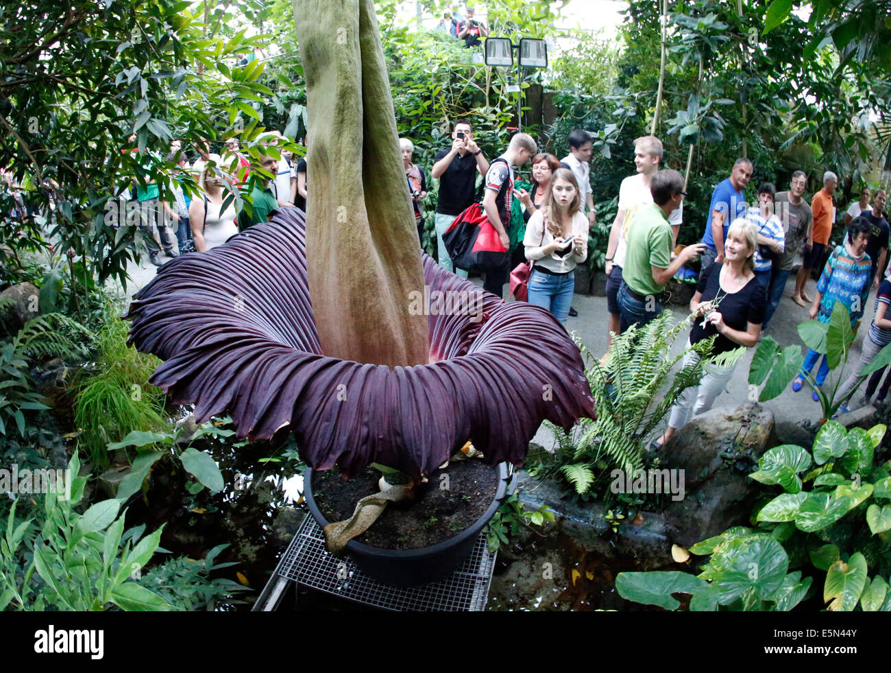 Largest unbranched inflorescence hi-res stock photography and images ...
