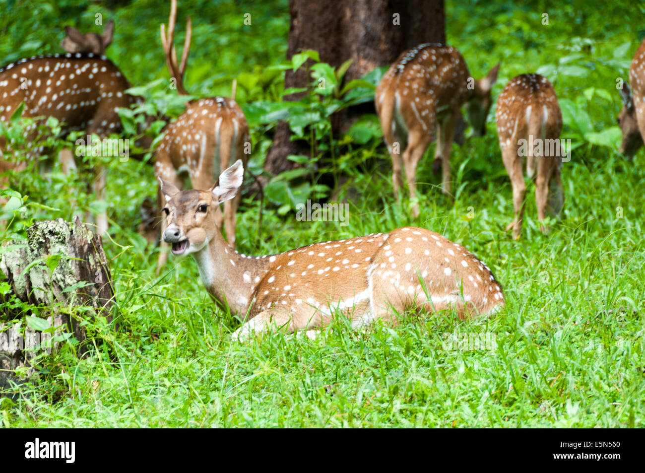 Spotted deer herd in Parambikulam Wildlife Sanctuary Stock Photo - Alamy