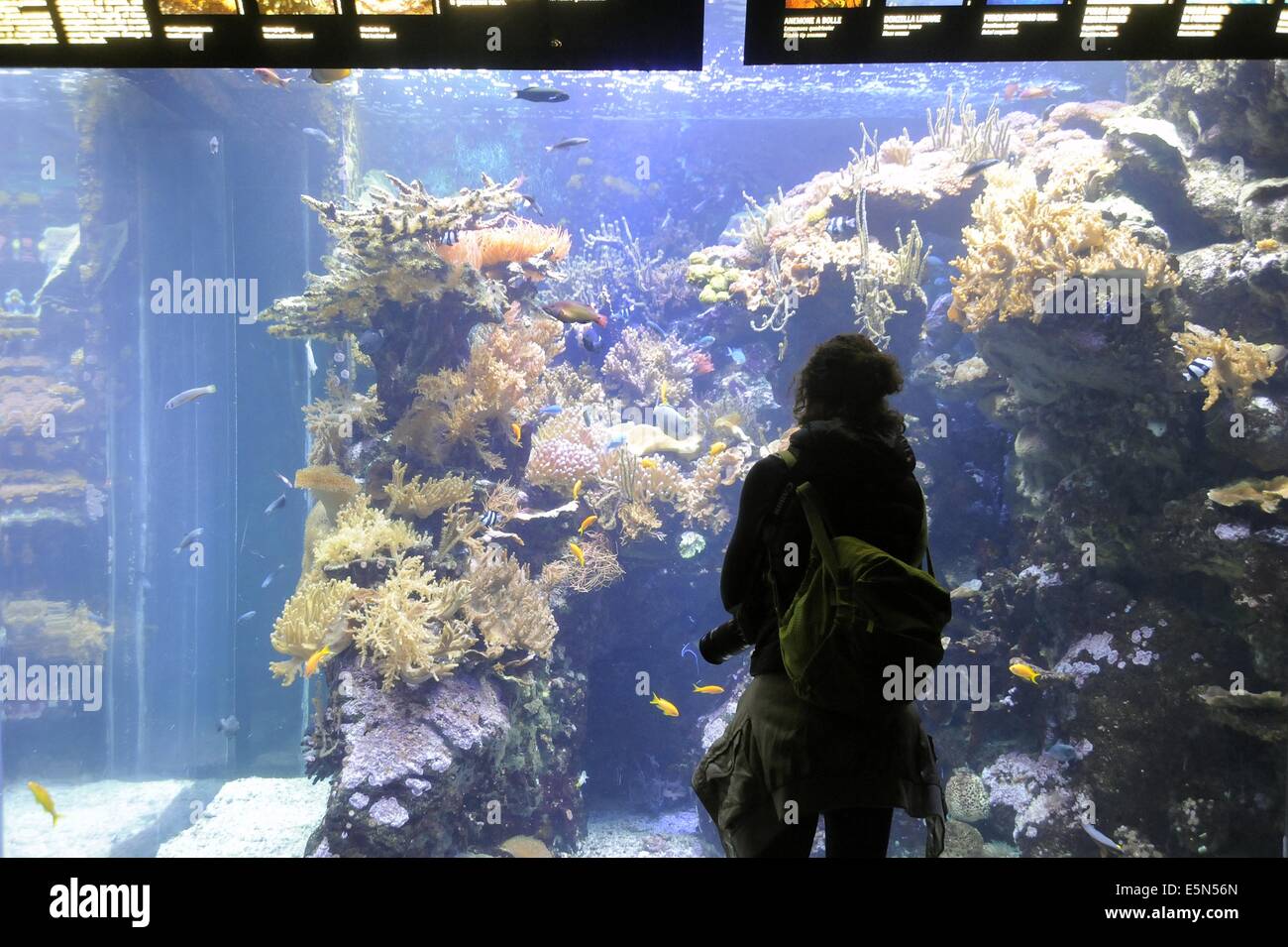 The Aquarium of Genoa (Italy Stock Photo - Alamy