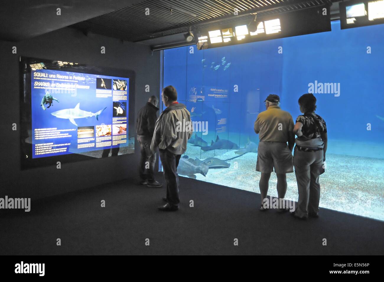 The Aquarium of Genoa (Italy), ray pool Stock Photo - Alamy