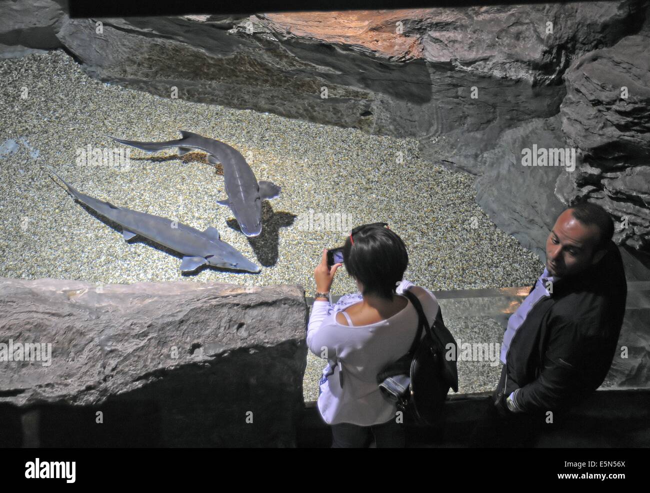 The Aquarium of Genoa (Italy), sturgeons pool Stock Photo - Alamy
