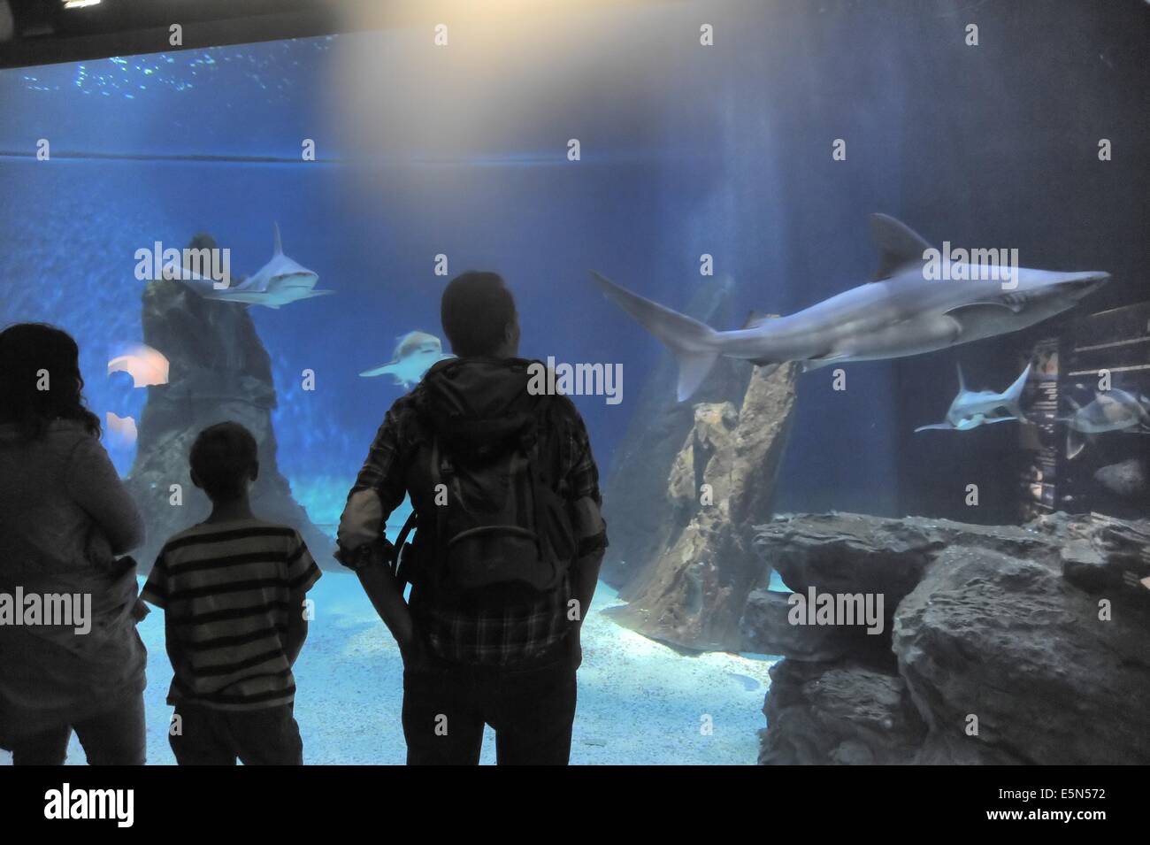 The Aquarium of Genoa (Italy), sharks pool Stock Photo - Alamy