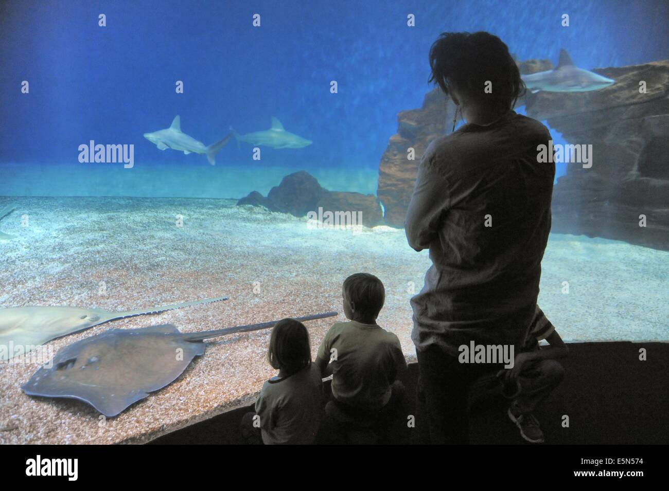 The Aquarium of Genoa (Italy), ray pool Stock Photo - Alamy