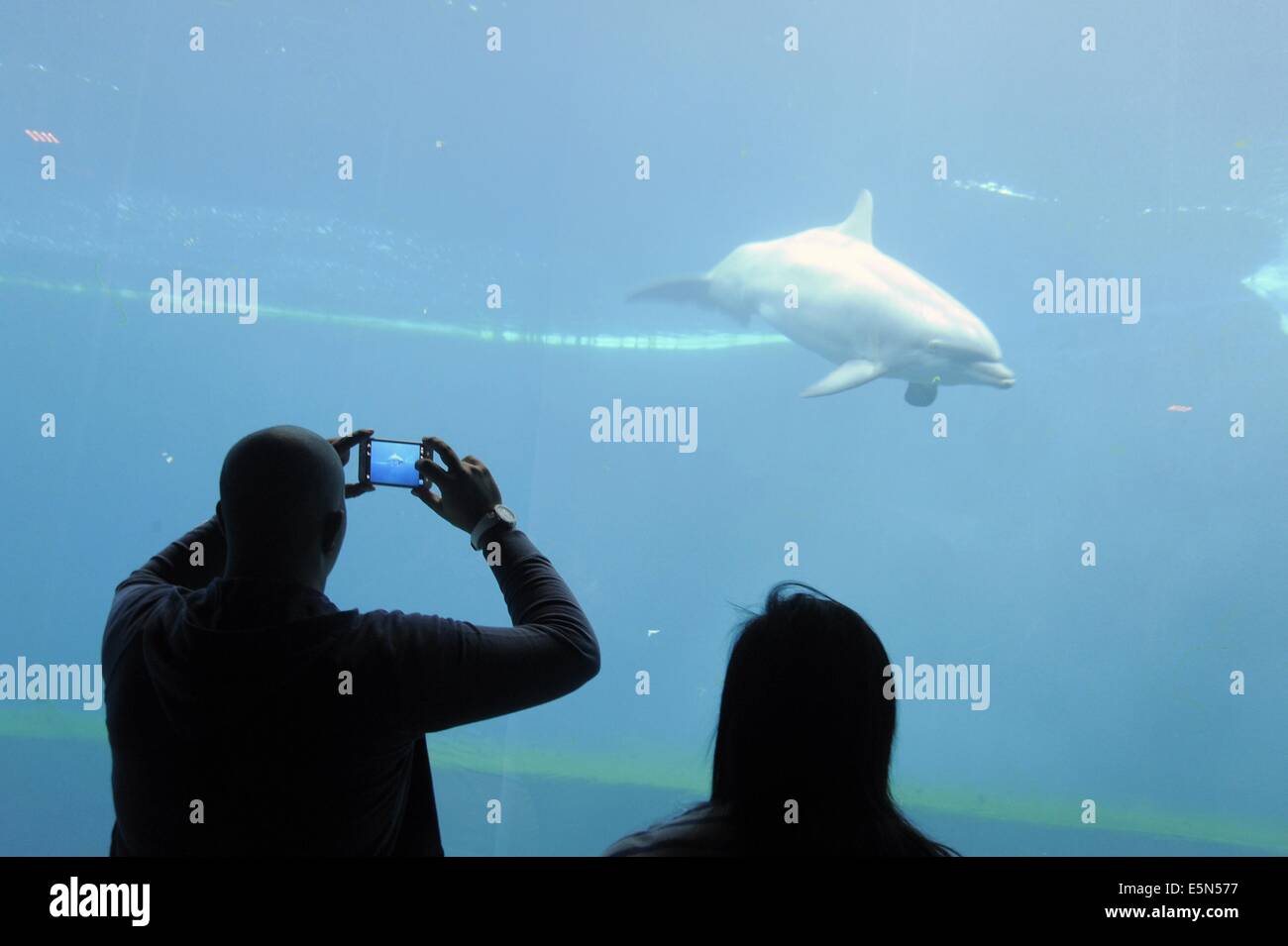The Aquarium of Genoa (Italy), dolphins pool Stock Photo - Alamy