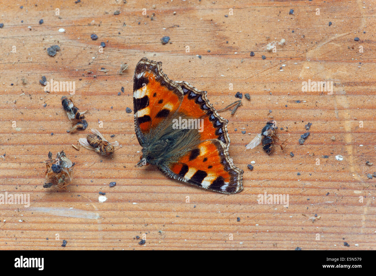 Death of insects hi-res stock photography and images - Alamy