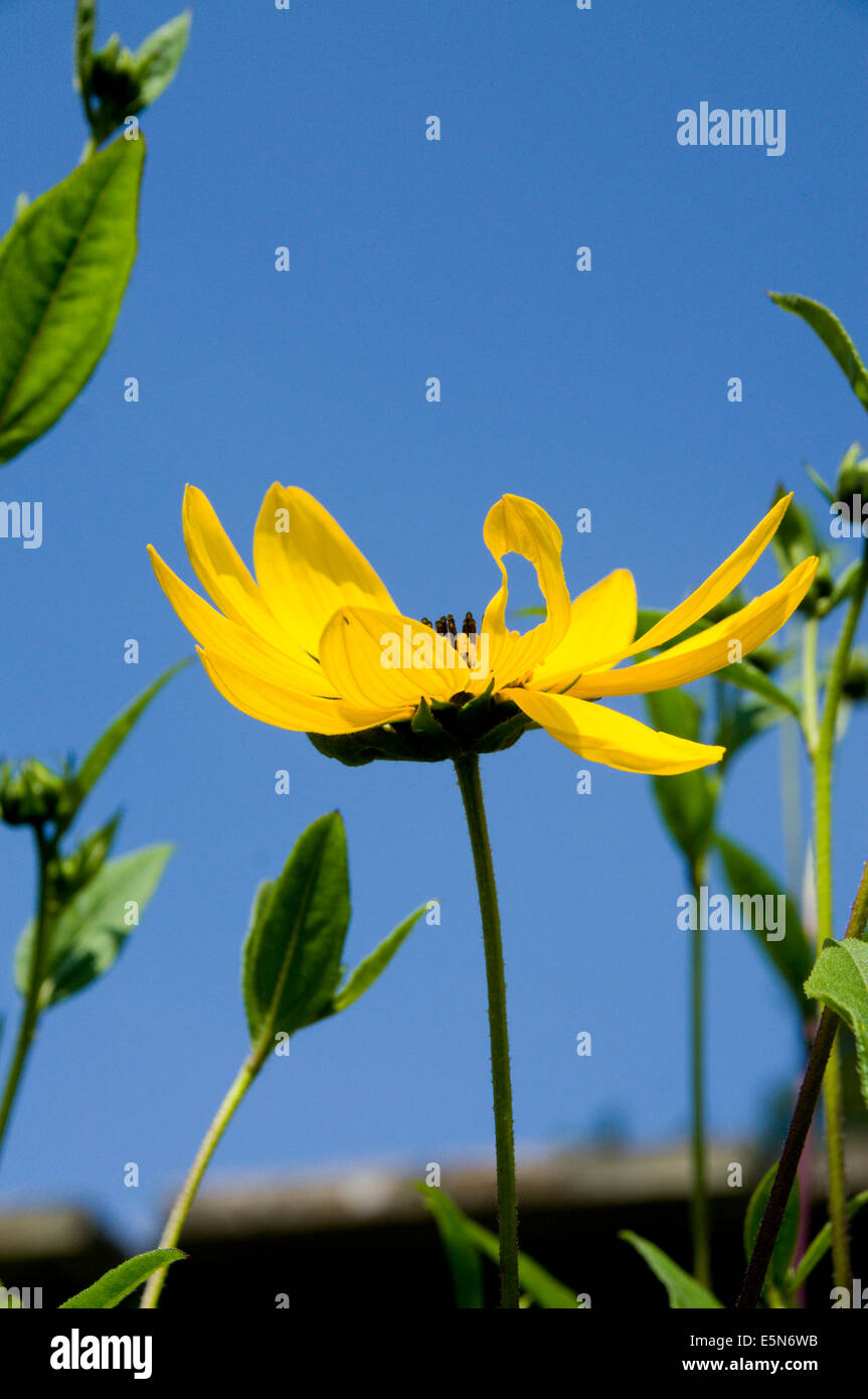 Large yellow Daisy, The Gardens, National History Museum, St Fagans ...