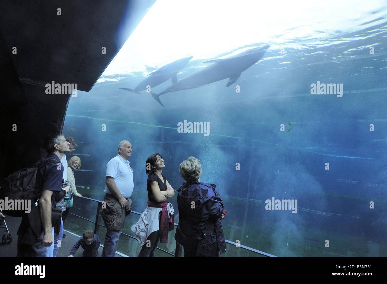 The Aquarium of Genoa (Italy), dolphins pool Stock Photo - Alamy