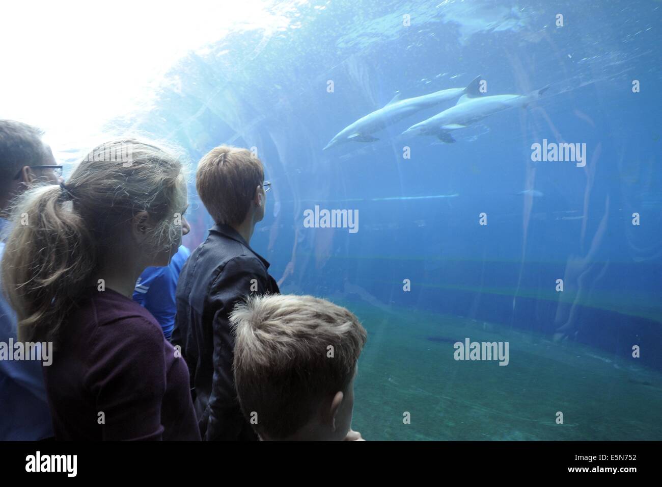 The Aquarium of Genoa (Italy), dolphins pool Stock Photo - Alamy
