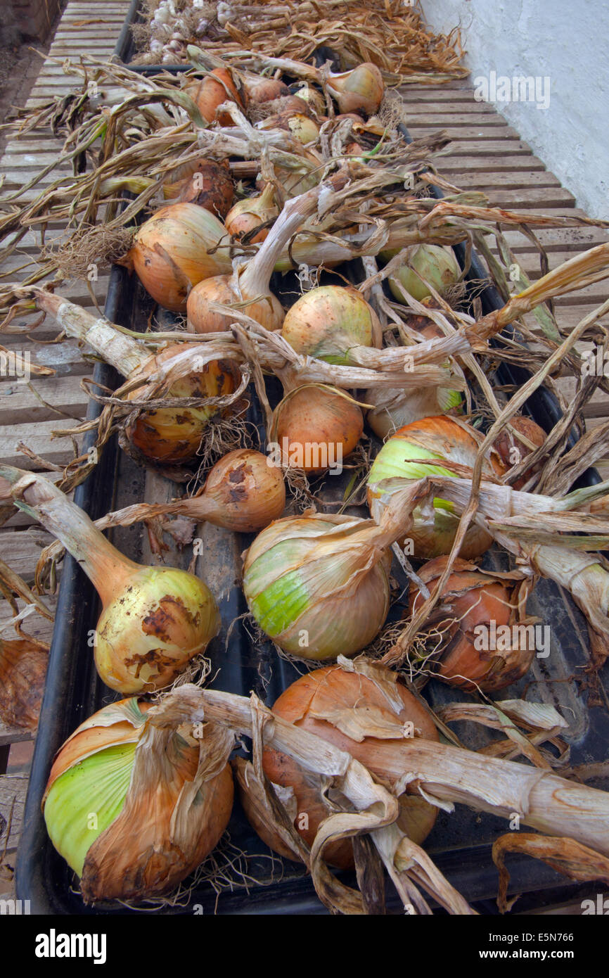 Home grown onions red and white varietes drying out in greenhouse Stock ...