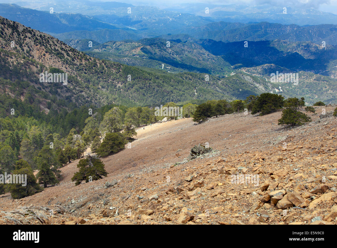 Ancient Juniper trees Juniperus foeditissima and Dunite scree Troodhos ...