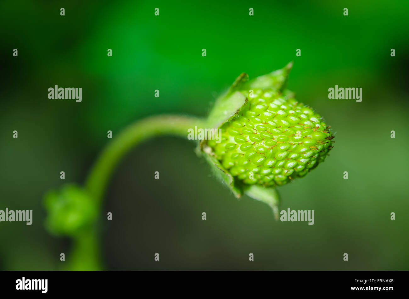 Fresh green strawberry on a stem on natural green background Stock ...
