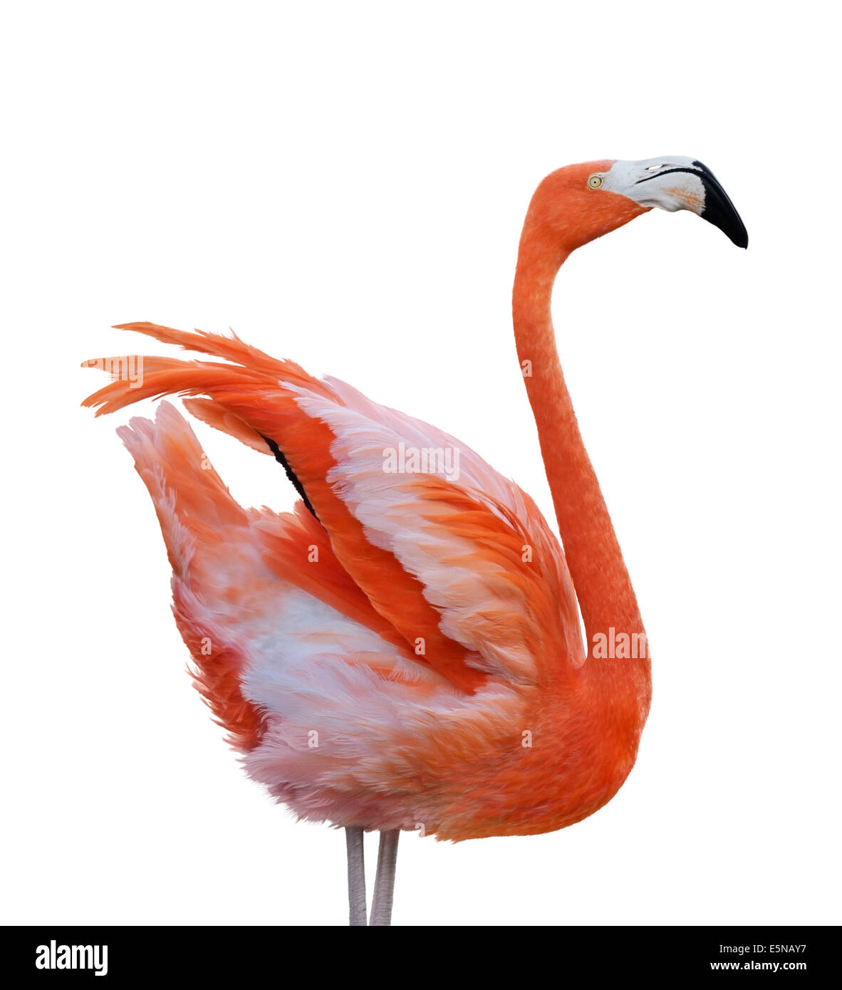 Pink Flamingo Bird Isolated On White Background Stock Photo - Alamy
