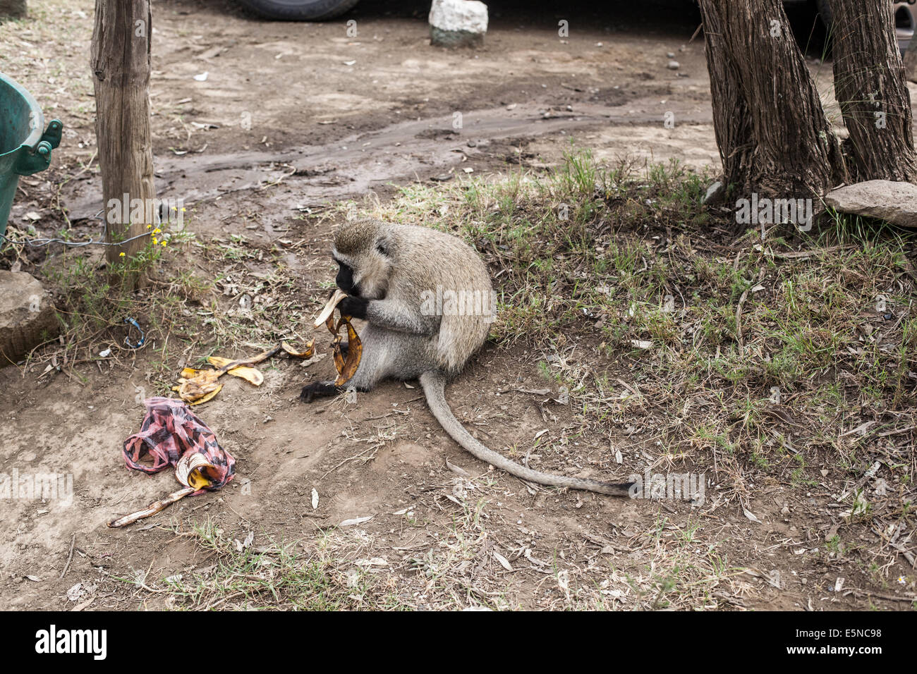 Baboon eating hi-res stock photography and images - Alamy