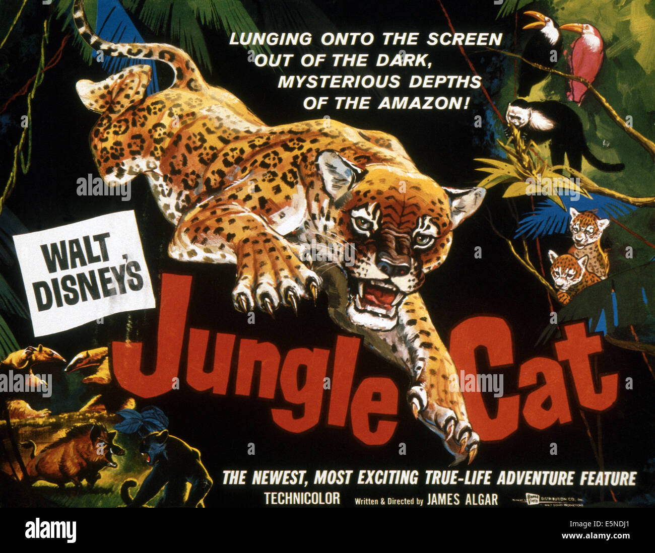 JUNGLE CAT, 1959 Stock Photo - Alamy