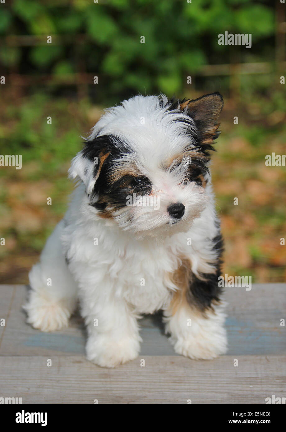 Cheerful little tricolor puppy on hi-res stock photography and images ...