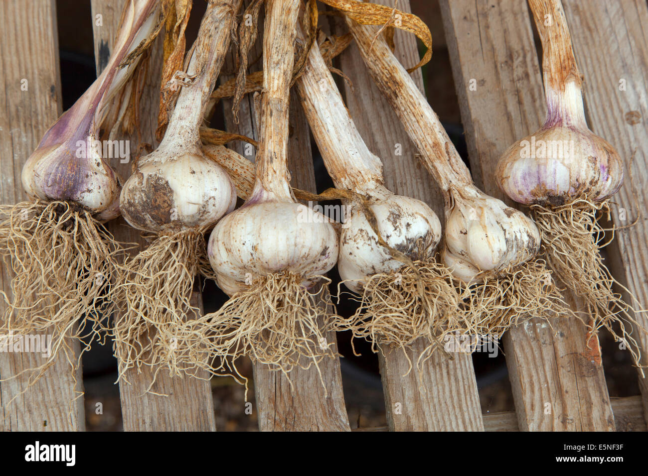 Garlic bulbs drying in green house home grown Vegetables Stock Photo ...