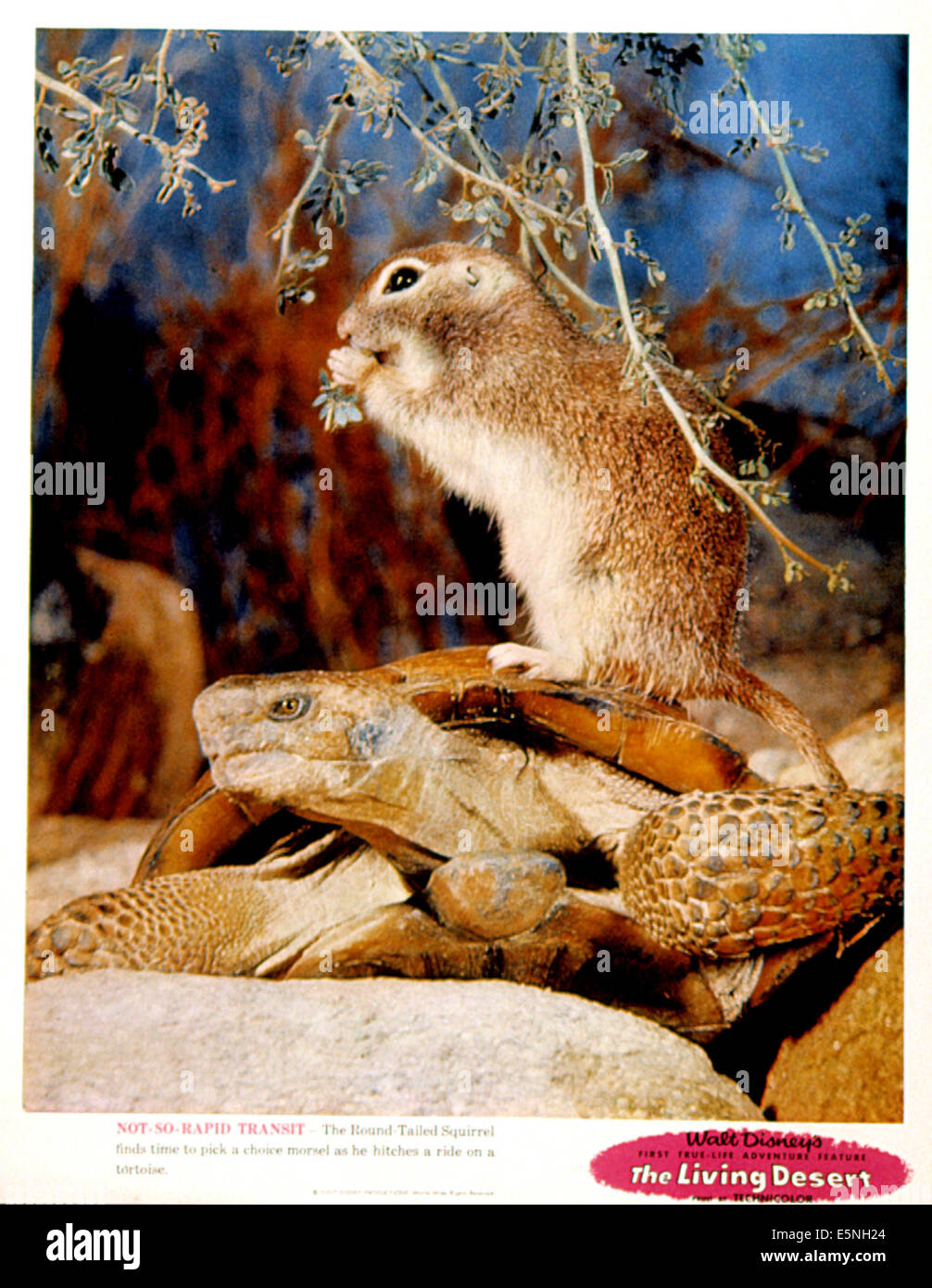 LIVING DESERT, THE, Disney True Life Adventure, 1953 Stock Photo - Alamy