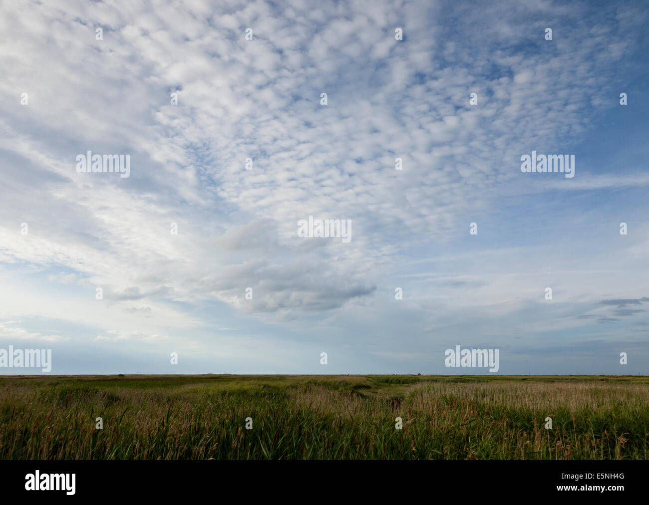 Norfolk read bed hi-res stock photography and images - Alamy