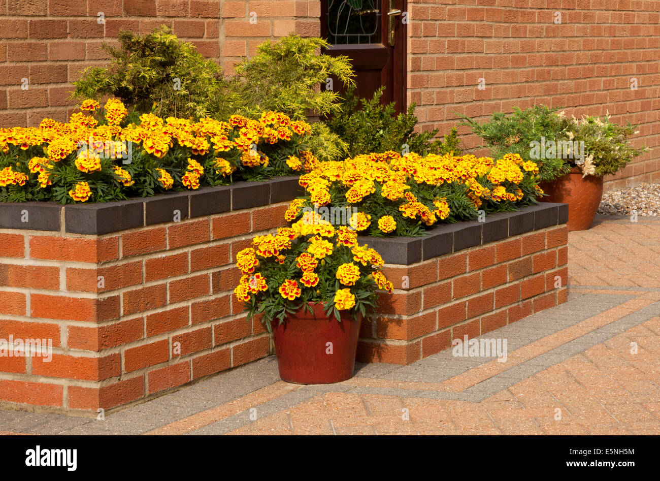 Conifers in pots hi-res stock photography and images - Alamy