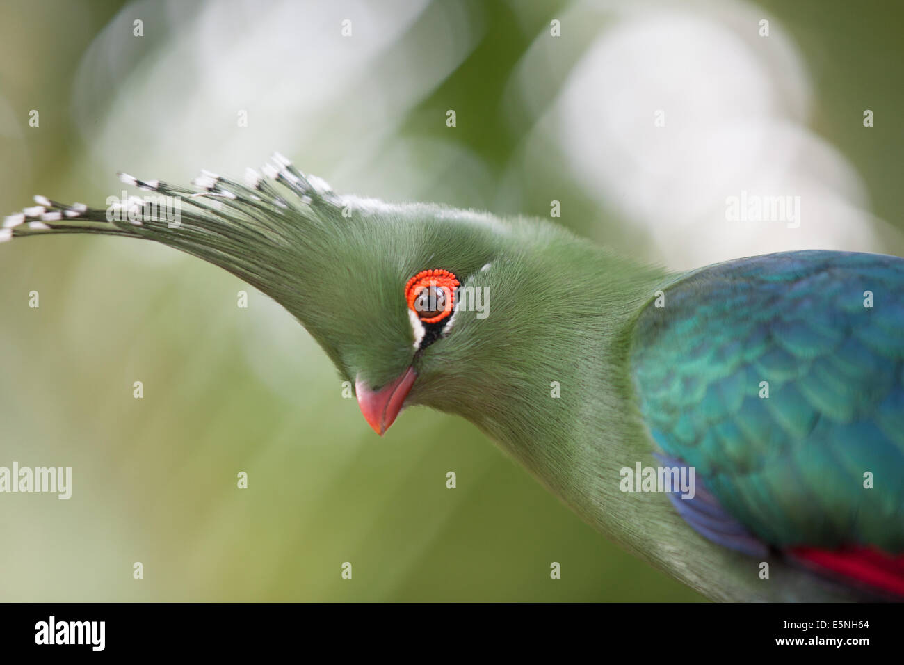 Schalows turaco hi-res stock photography and images - Alamy