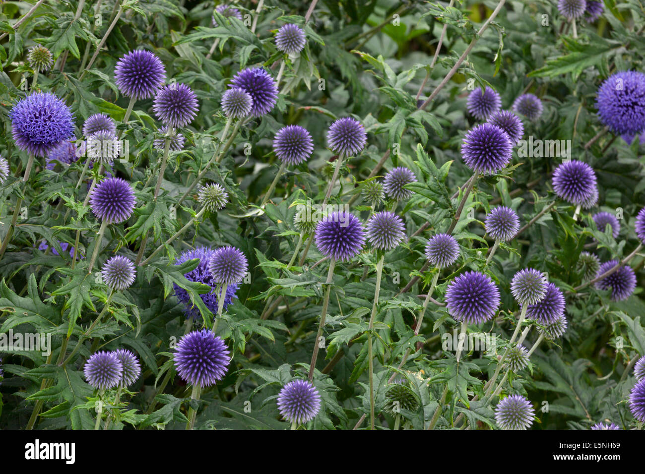 Globe Thistle Echinops ruthenicus 'Platinum Blue Stock Photo - Alamy