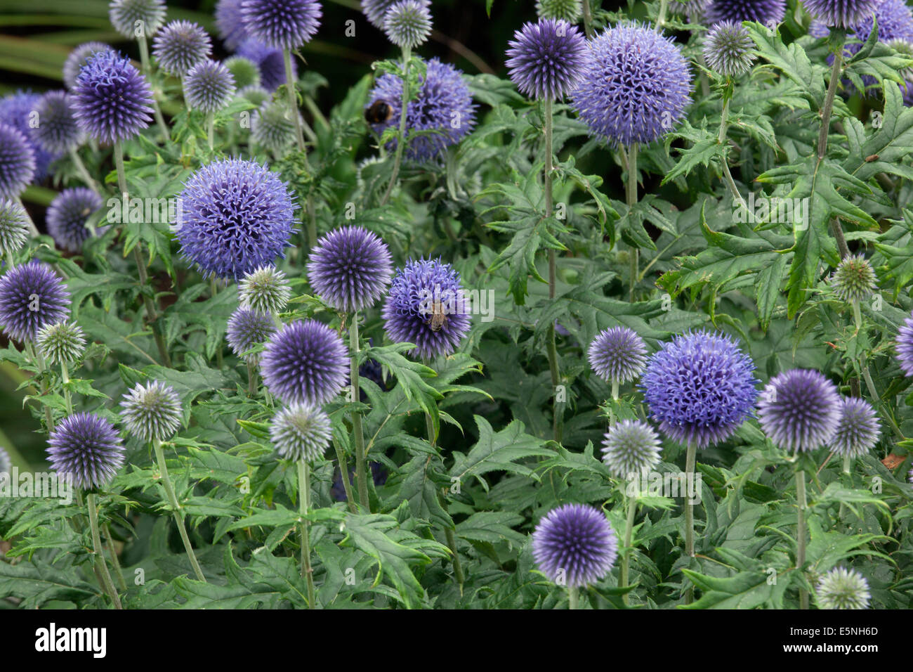 Globe Thistle Echinops ruthenicus 'Platinum Blue Stock Photo - Alamy